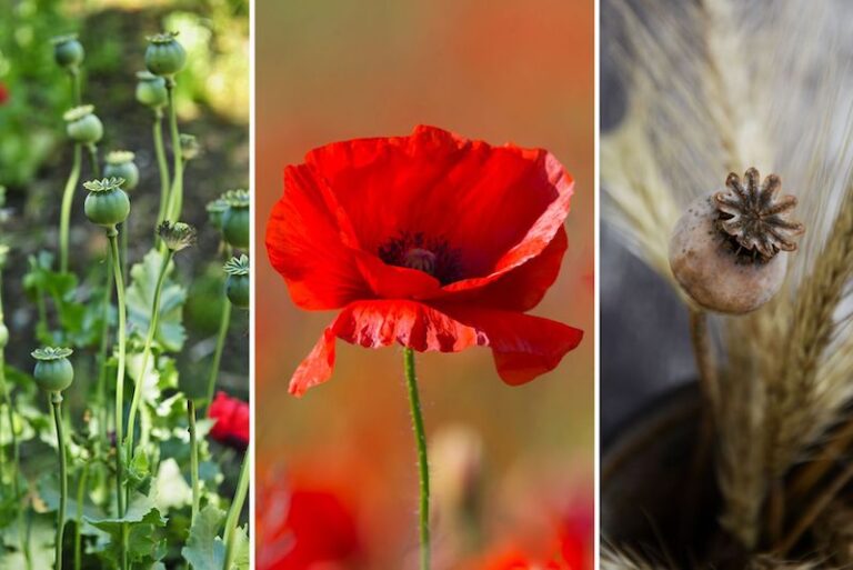 How To Harvest Poppy Seeds For Your Lush Flower Garden