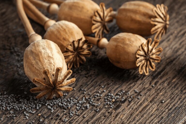 How To Harvest Poppy Seeds For Your Lush Flower Garden