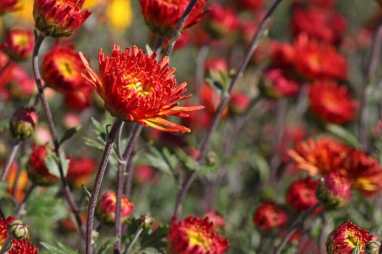 15 Fiery Red Perennials That Bloom All Summer Long
