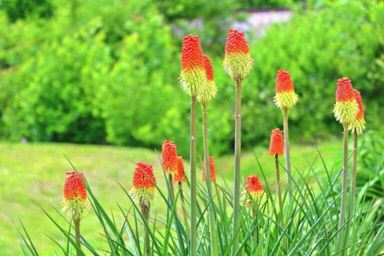 15 Fiery Red Perennials That Bloom All Summer Long