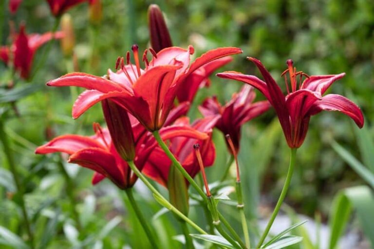 15 Fiery Red Perennials That Bloom All Summer Long