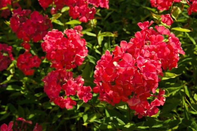 15 Fiery Red Perennials That Bloom All Summer Long