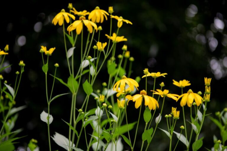 Sweet and Sunny Yellow Perennials that Bloom All Summer