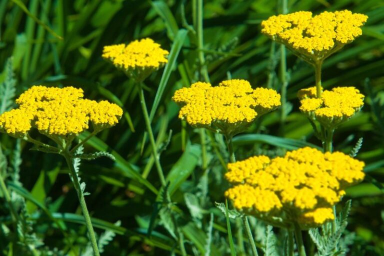 Sweet and Sunny Yellow Perennials that Bloom All Summer