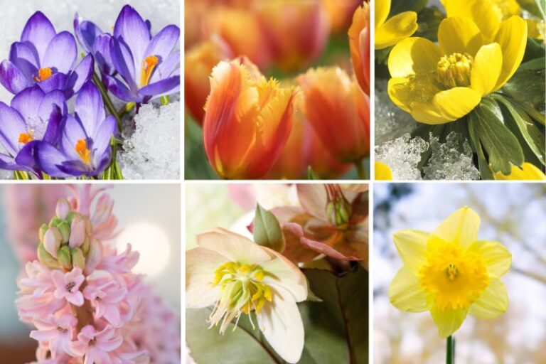 14 Early Spring Flowers and Perennials